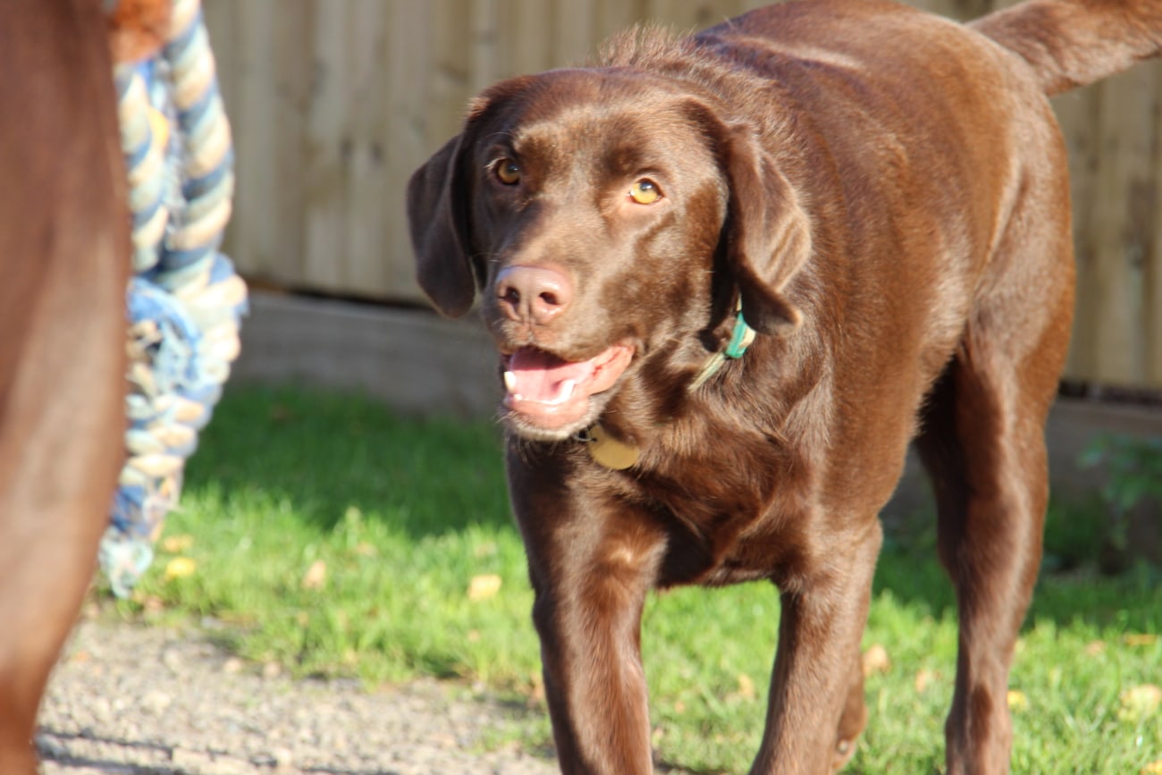 Contact Us – Danemere Kennels
