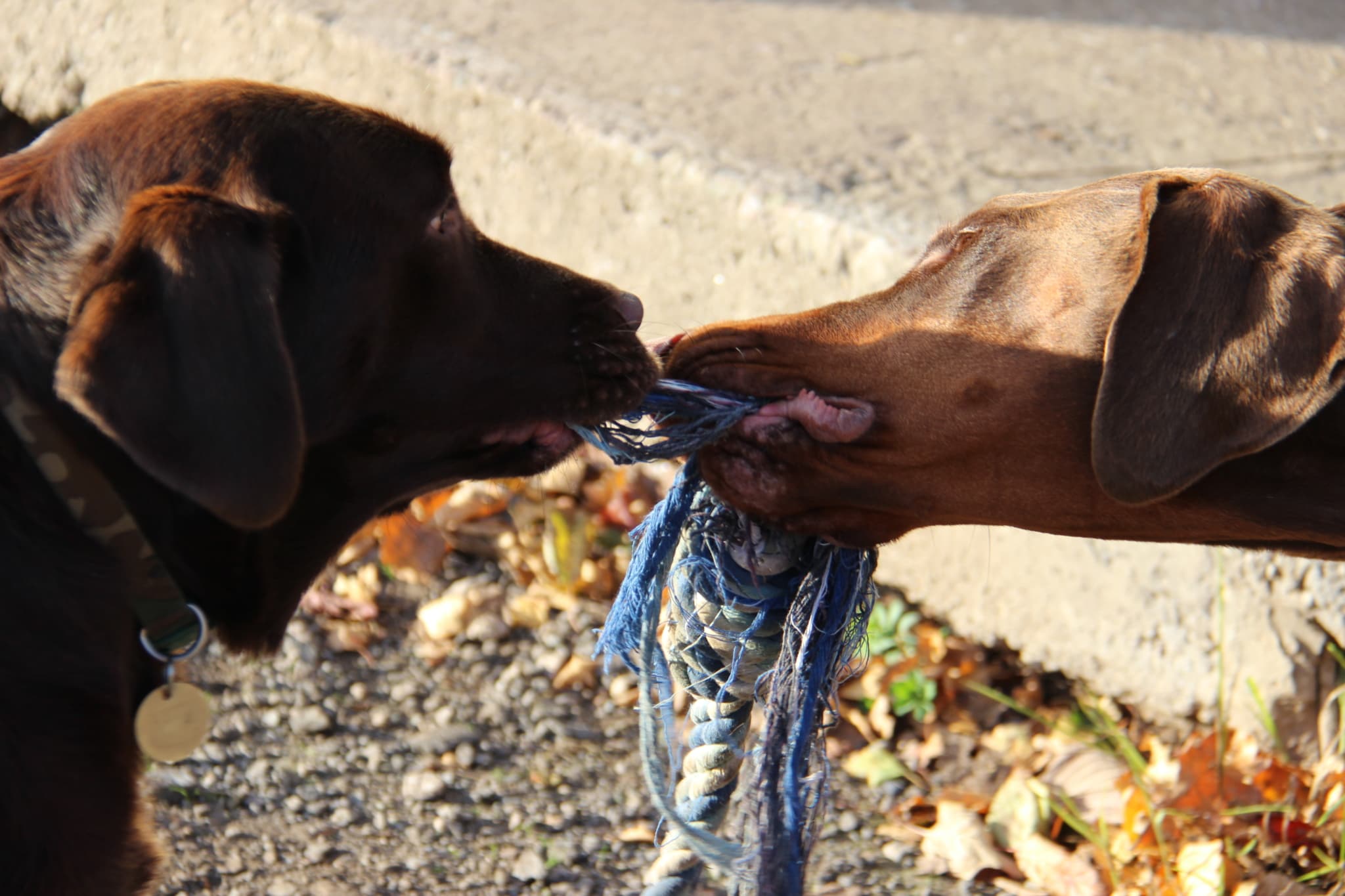 Boarding Kennels – Danemere Kennels