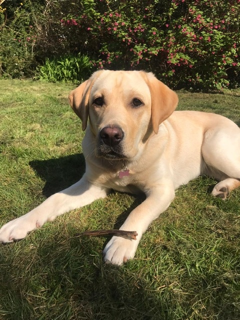 Success Stories | Danemere Kennels